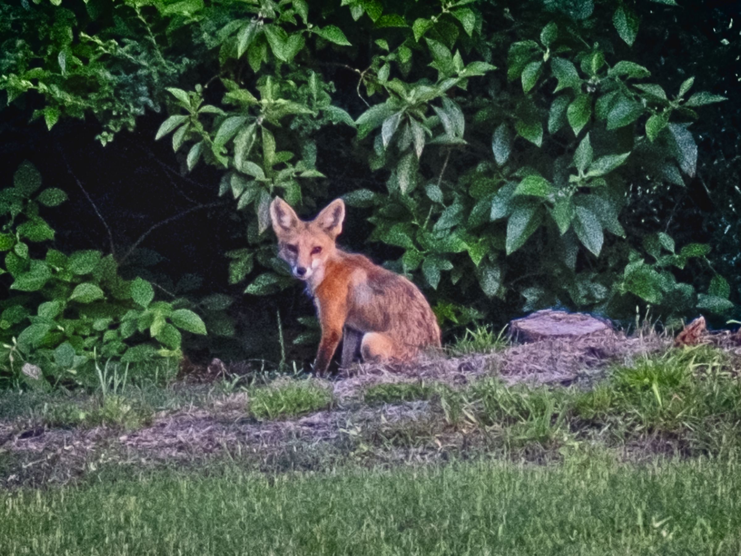 Country Place Critters - Country Place 75703